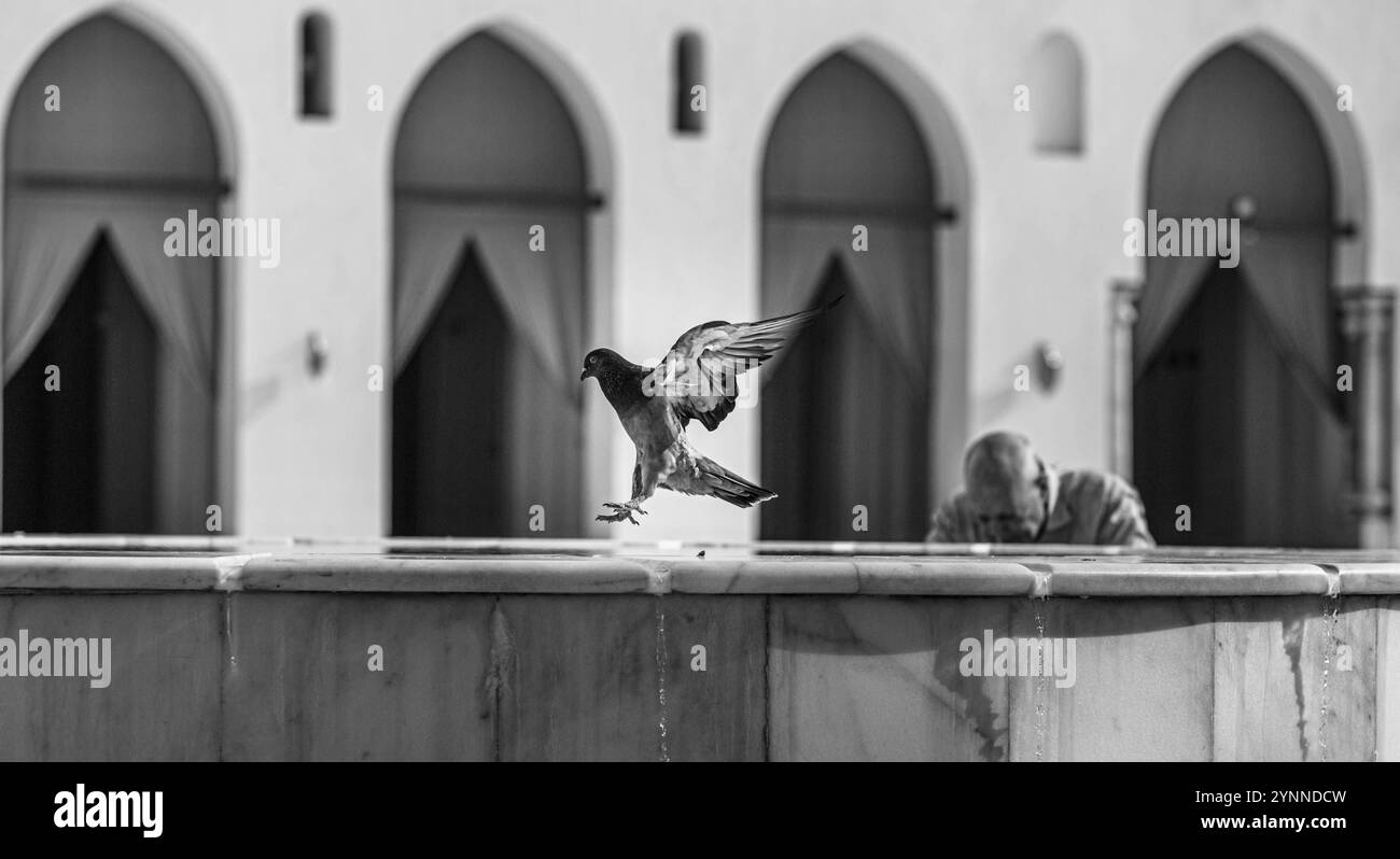 A bird flying down on a basin of water Stock Photo - Alamy