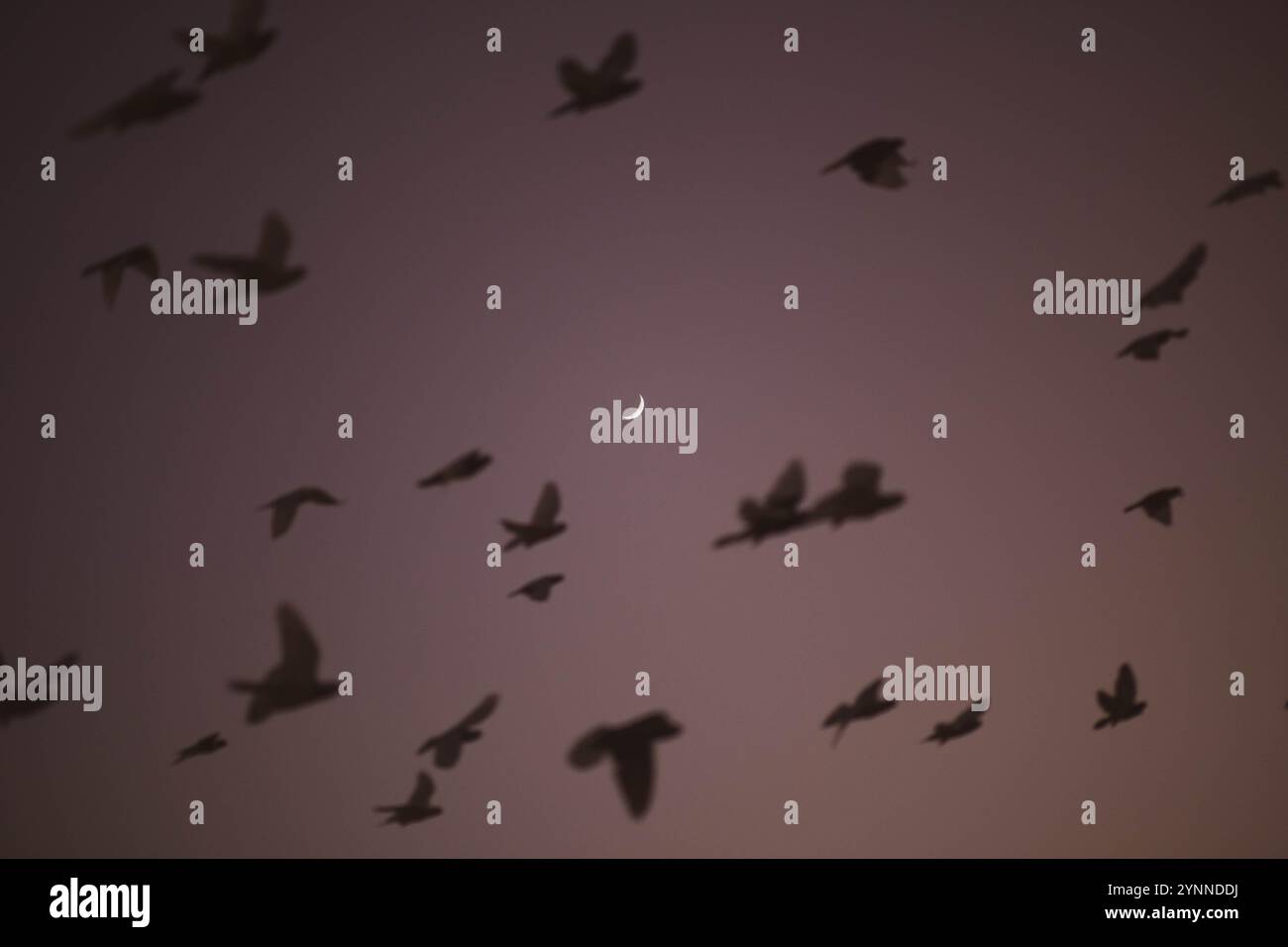 Minimal bird cloud hi-res stock photography and images - Alamy