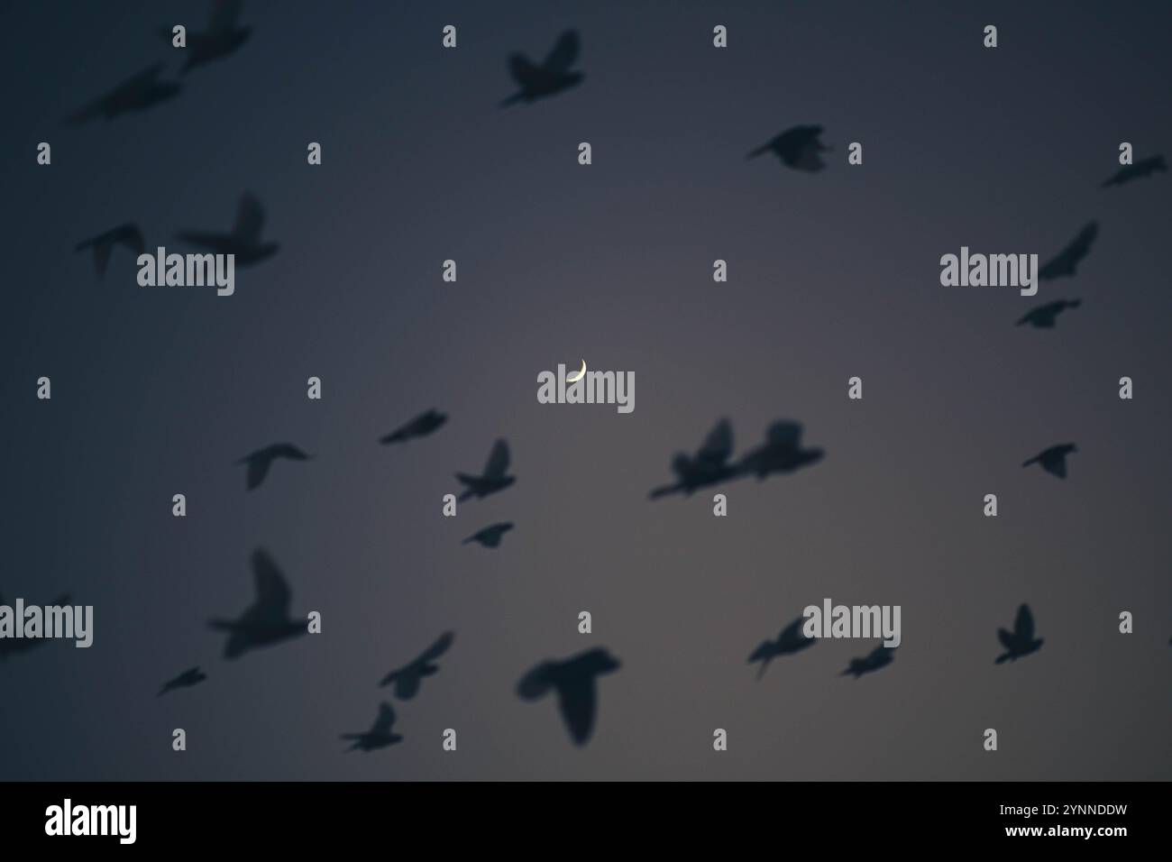 Minimalistic birds hi-res stock photography and images - Alamy