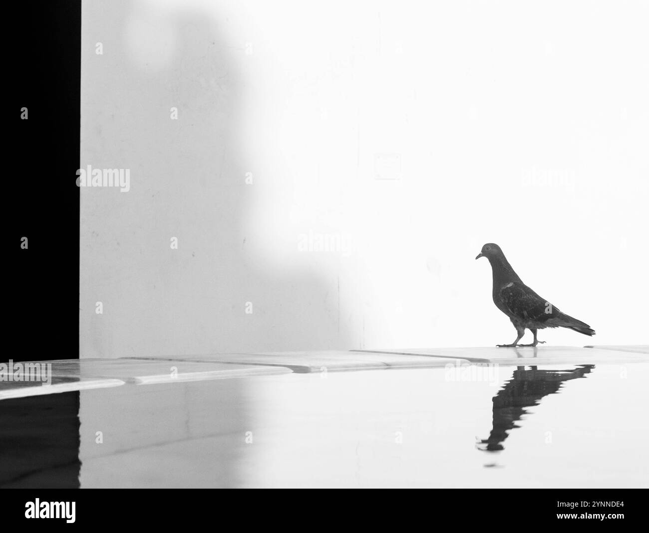 Bird walking in water Black and White Stock Photos & Images - Alamy