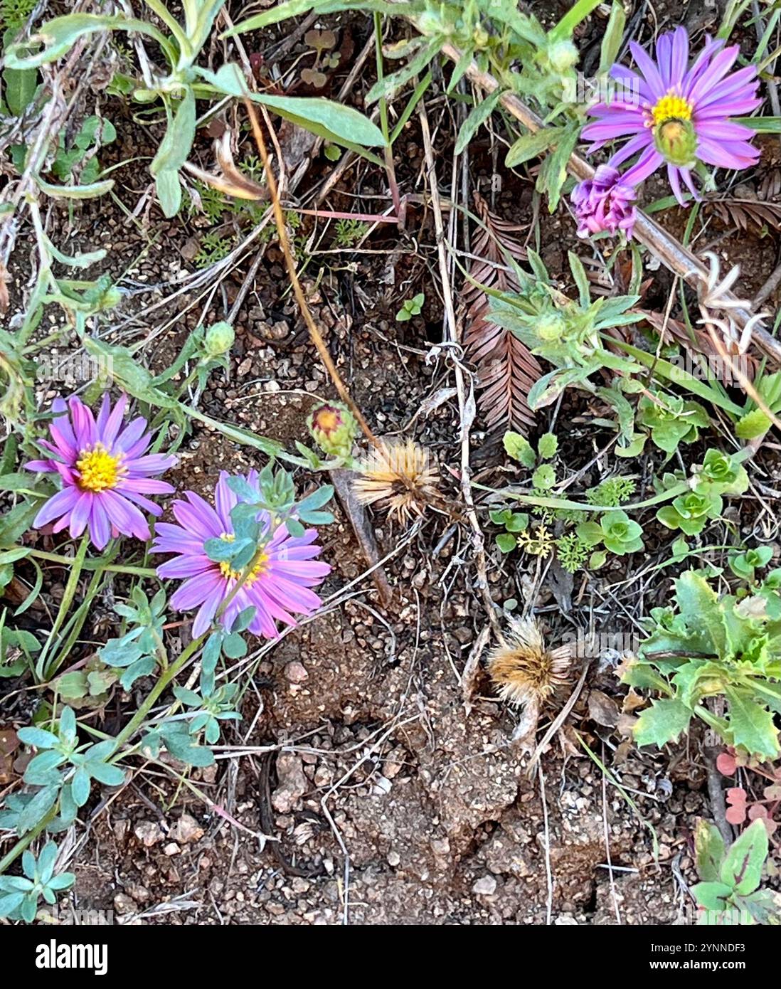 California Aster (Corethrogyne filaginifolia Stock Photo - Alamy