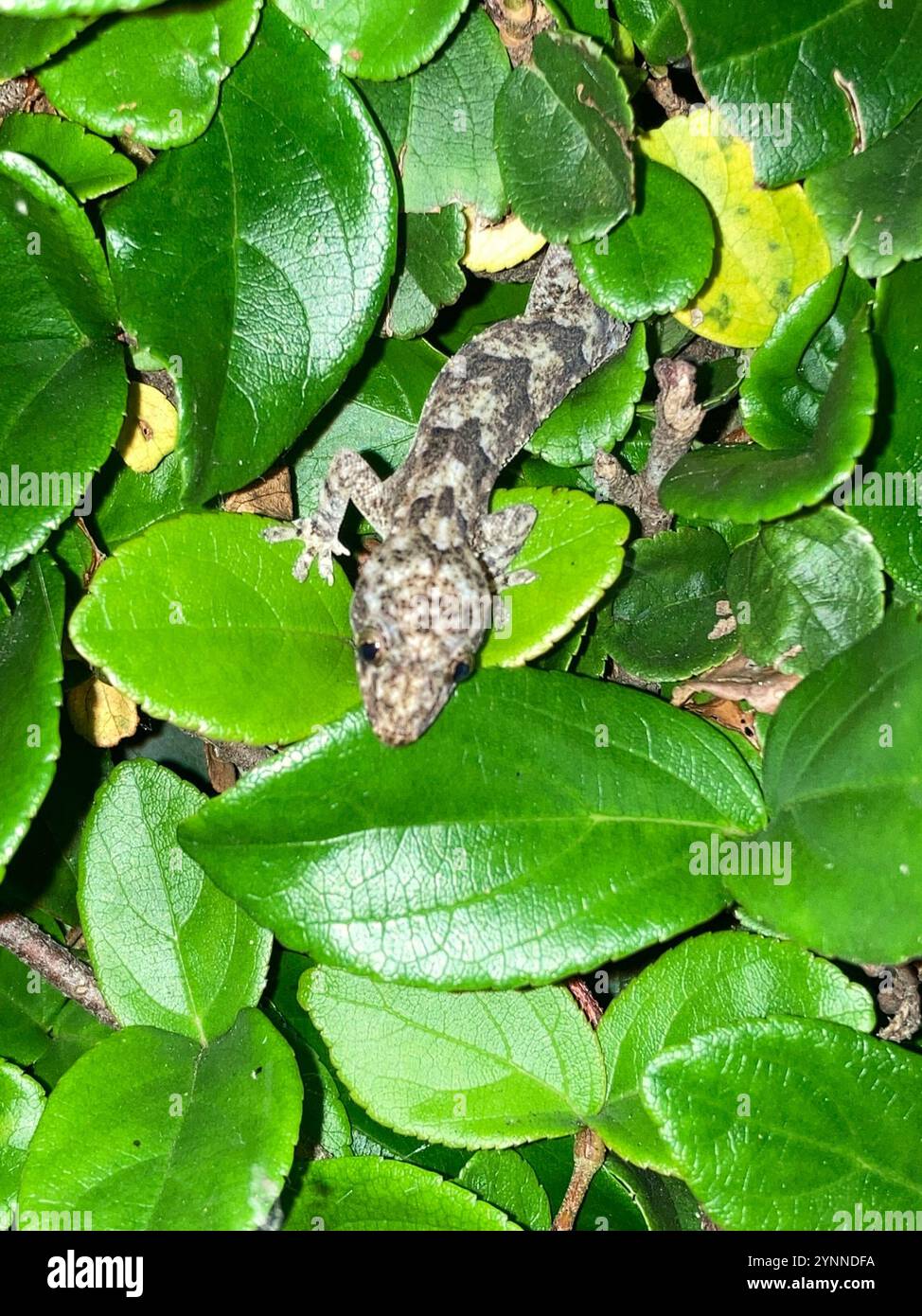 Tropical House Gecko (Hemidactylus mabouia Stock Photo - Alamy