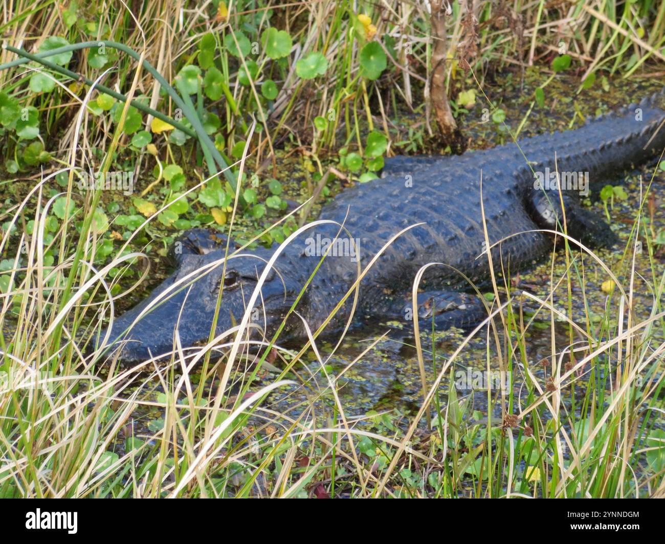 American Alligator (Alligator mississippiensis Stock Photo - Alamy