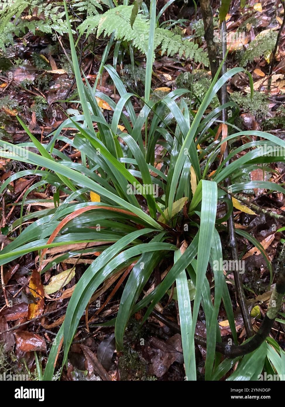 bush rice grass (Ehrharta diplax Stock Photo - Alamy