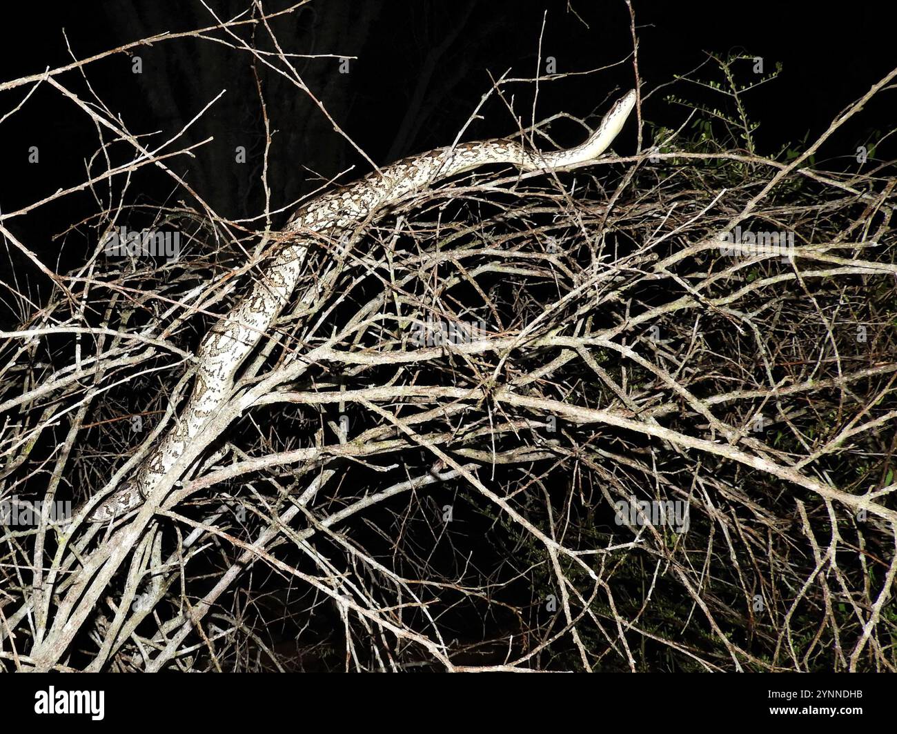 Dumeril's Boa (Acrantophis dumerili Stock Photo - Alamy