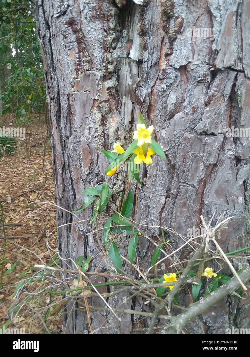 yellow jessamine (Gelsemium sempervirens Stock Photo - Alamy
