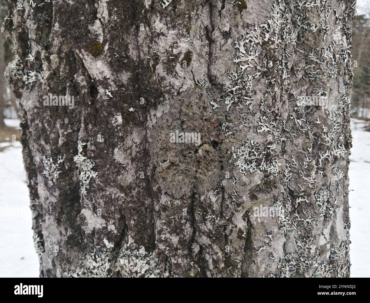 Wrinkled Shingle Lichen (Pannaria lurida Stock Photo - Alamy