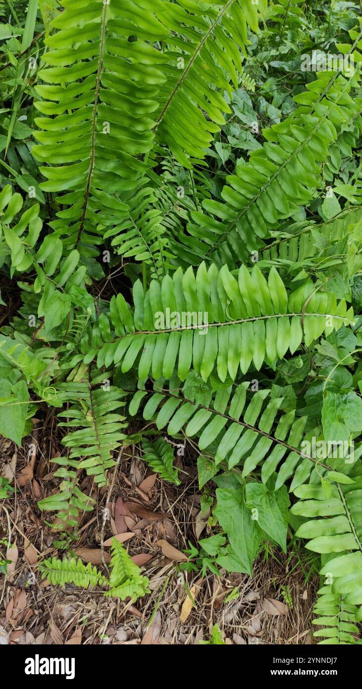 Broad Sword Fern (Nephrolepis biserrata Stock Photo - Alamy