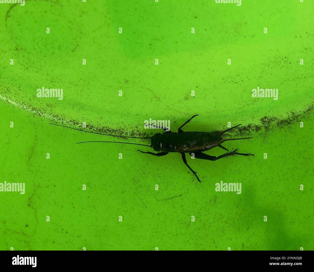 Australian Black Field Cricket (Teleogryllus commodus Stock Photo - Alamy