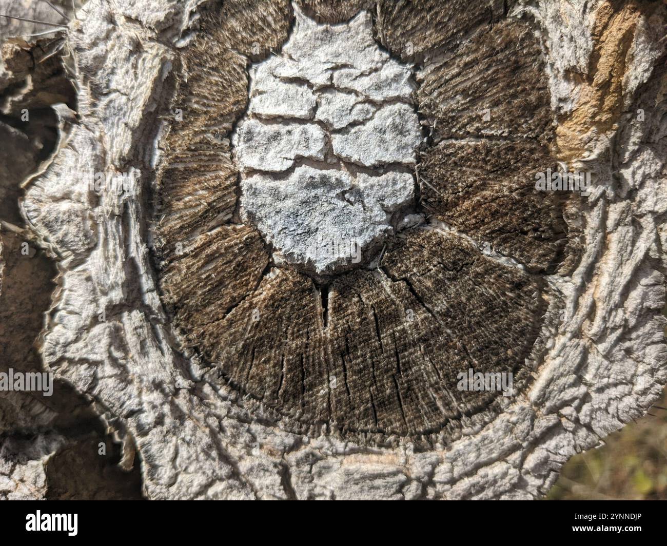Indian Comb (Pachycereus pecten-aboriginum Stock Photo - Alamy