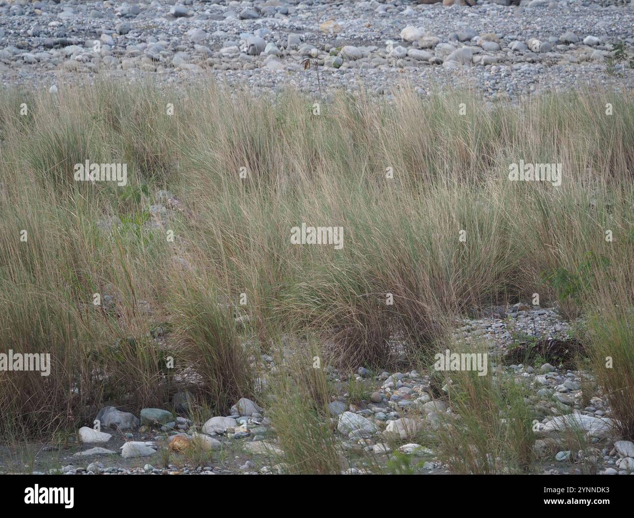 Wild Cane (Saccharum spontaneum Stock Photo - Alamy