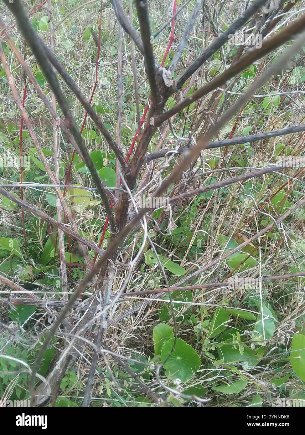 Showy Rattlebox (Crotalaria spectabilis Stock Photo - Alamy