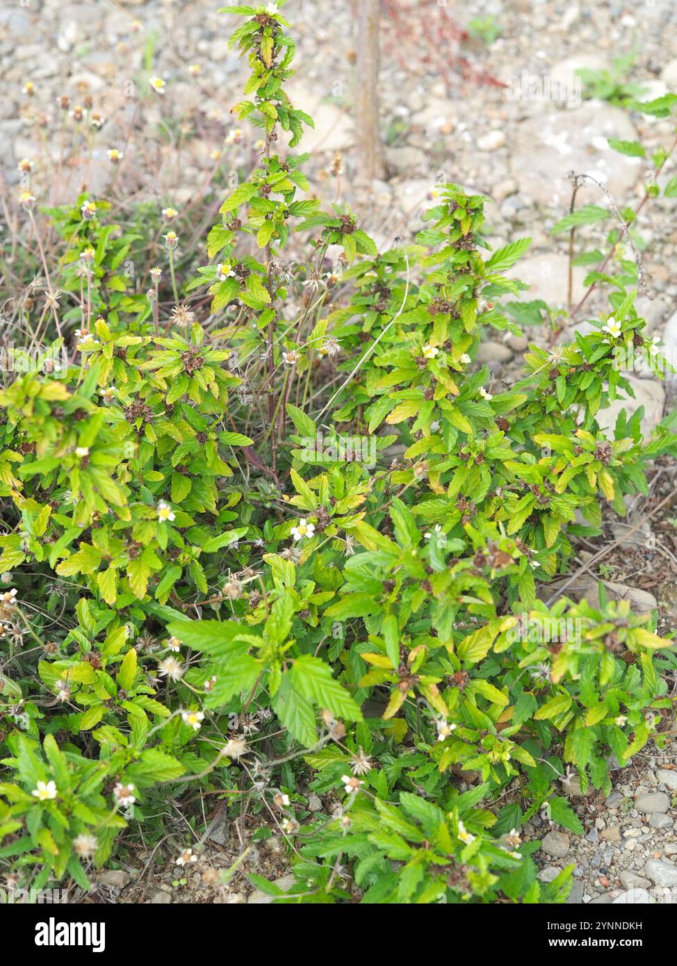 Malvastrum coromandelianum hi-res stock photography and images - Alamy