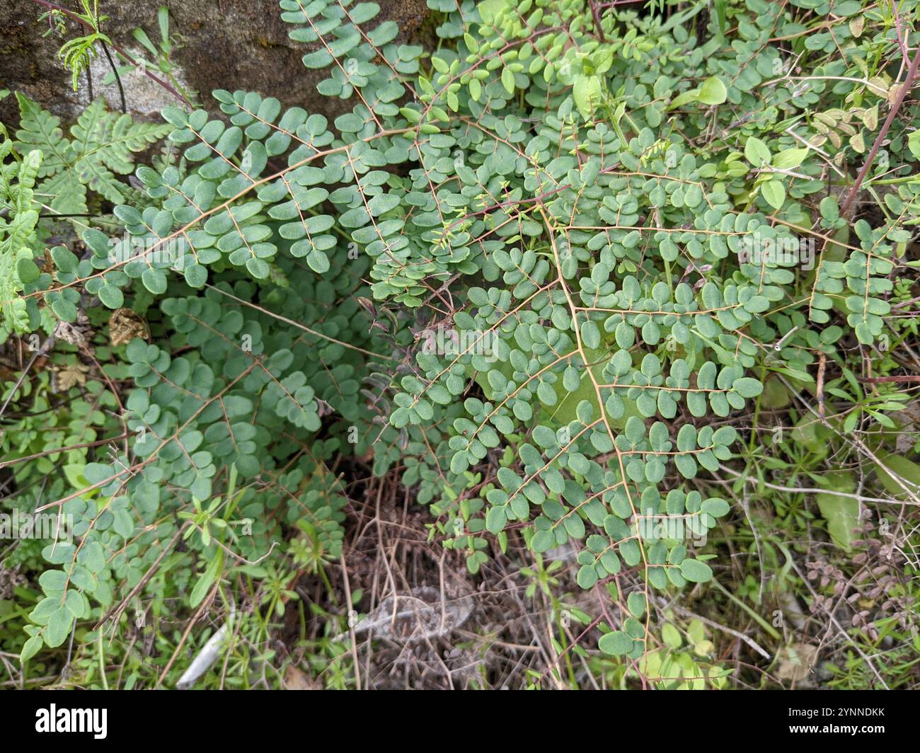 Coffee Fern (Pellaea andromedifolia Stock Photo - Alamy