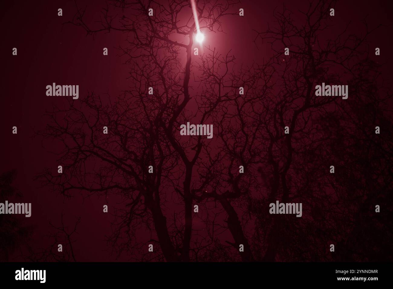 Lonely tree in egypt hi-res stock photography and images - Alamy