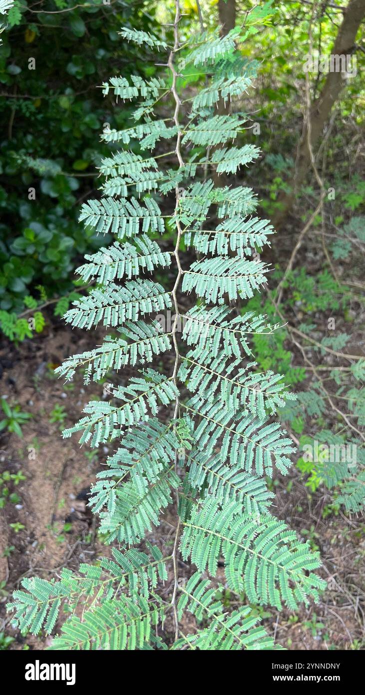 thorn trees (Vachellia Stock Photo - Alamy