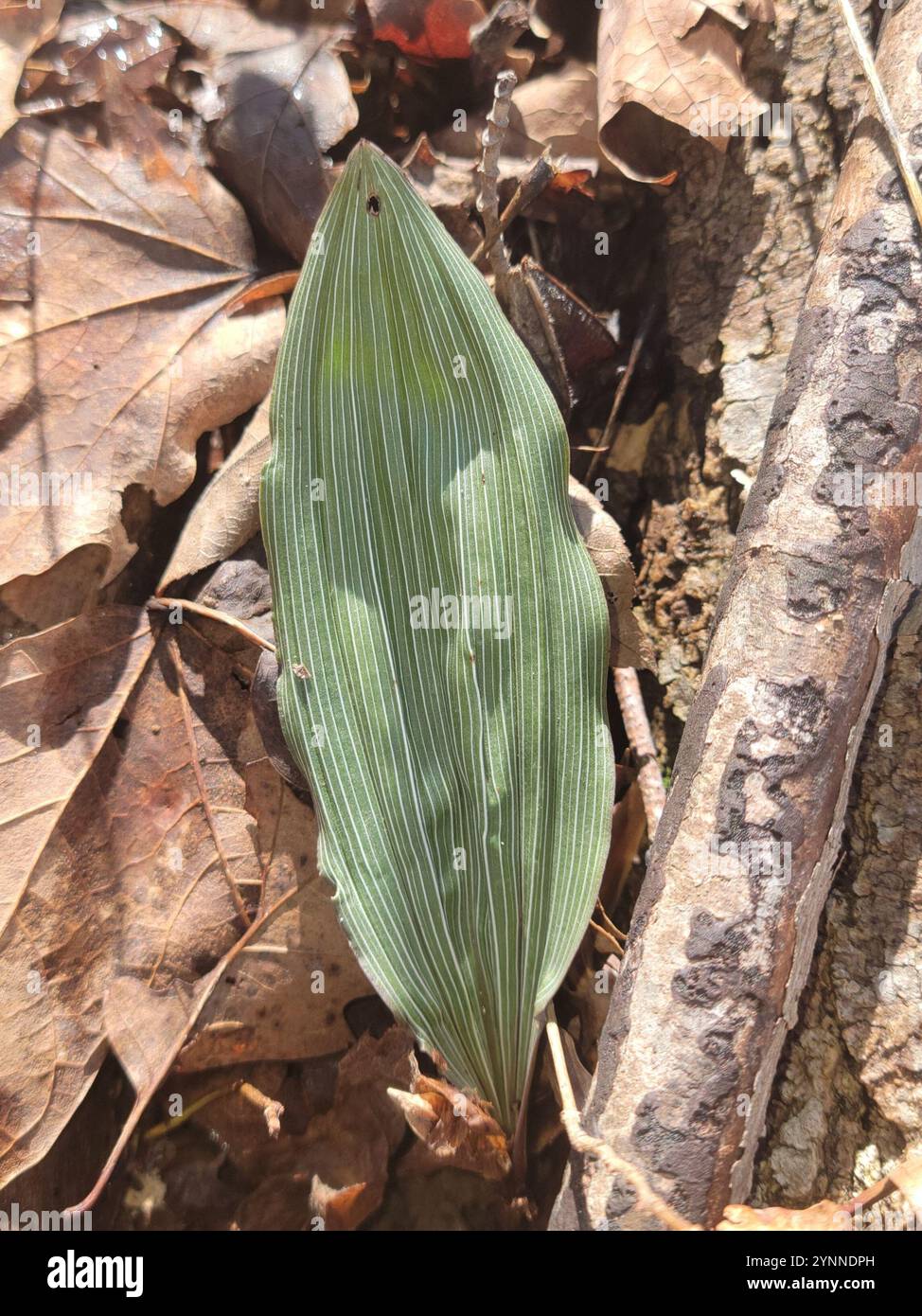 putty root (Aplectrum hyemale Stock Photo - Alamy