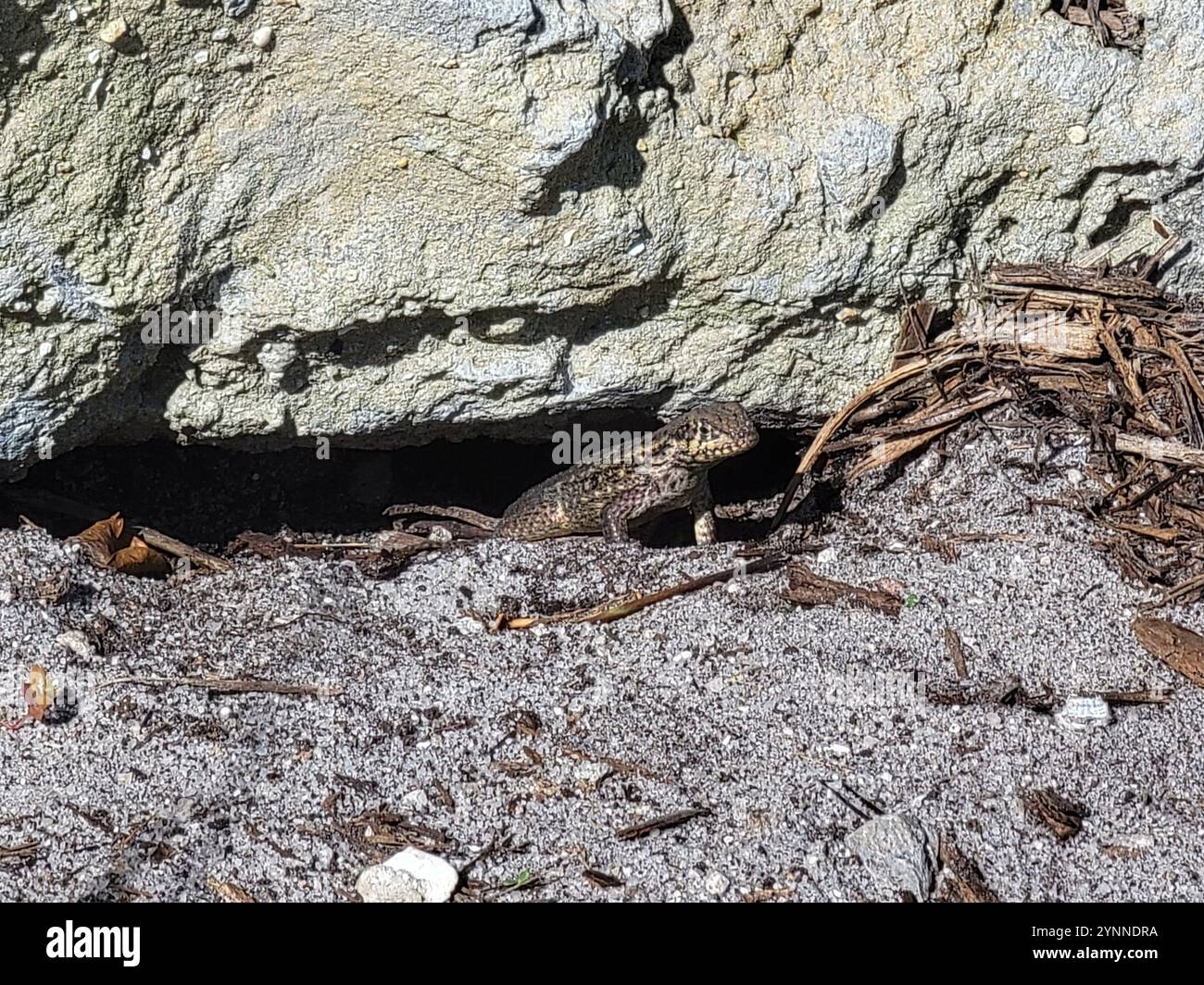 Northern Curly-tailed Lizard (Leiocephalus carinatus Stock Photo - Alamy
