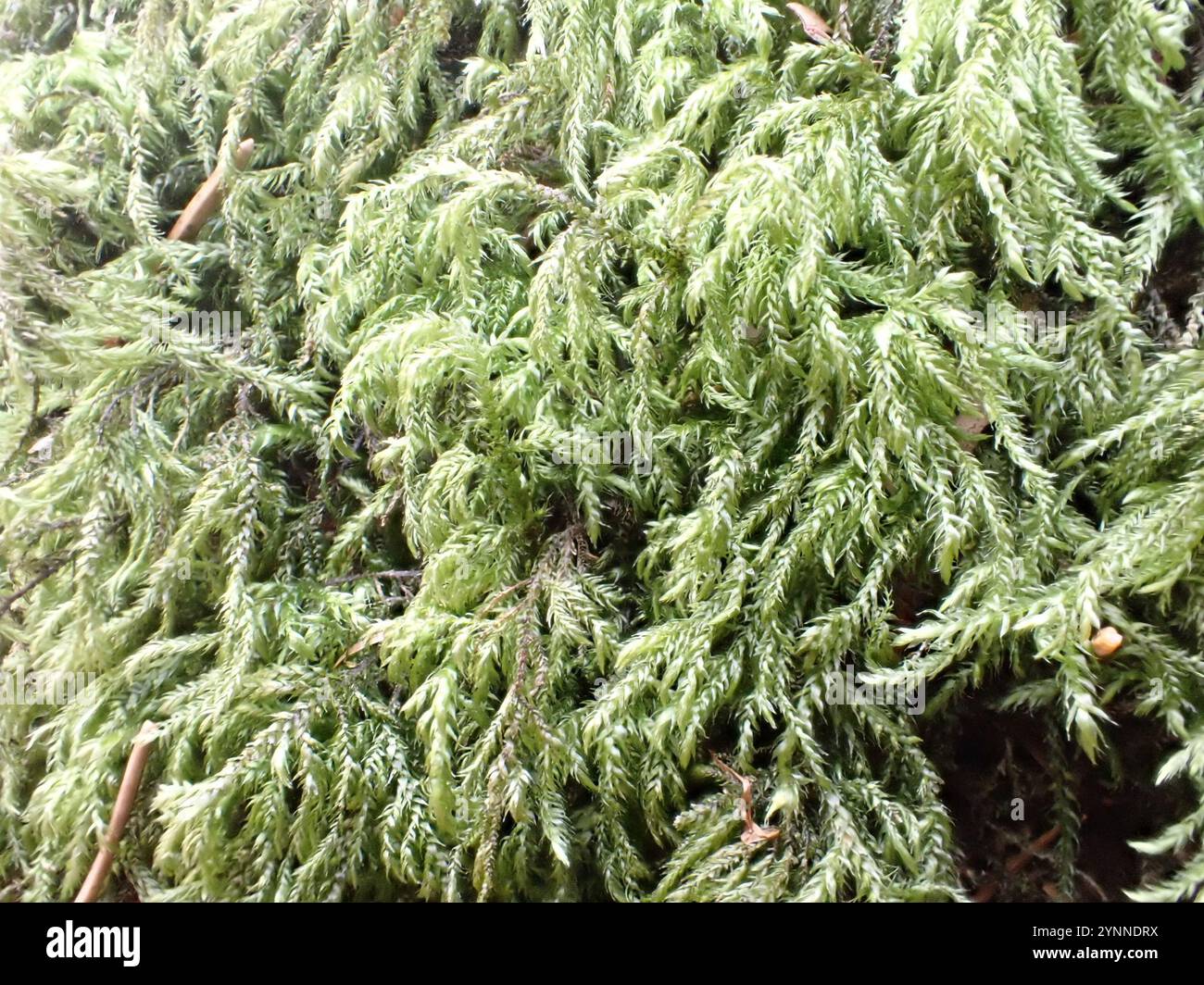 Mouse-tail Moss (Pseudisothecium myosuroides Stock Photo - Alamy