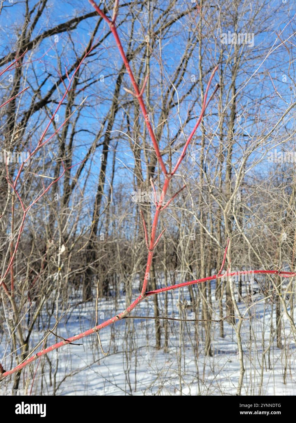 red osier dogwood (Cornus sericea Stock Photo - Alamy