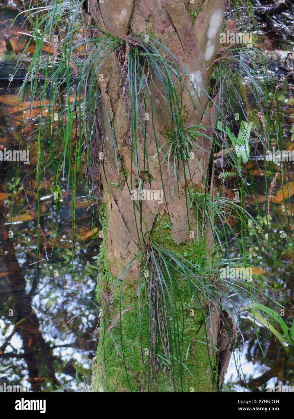 Shoestring Fern (Vittaria lineata Stock Photo - Alamy
