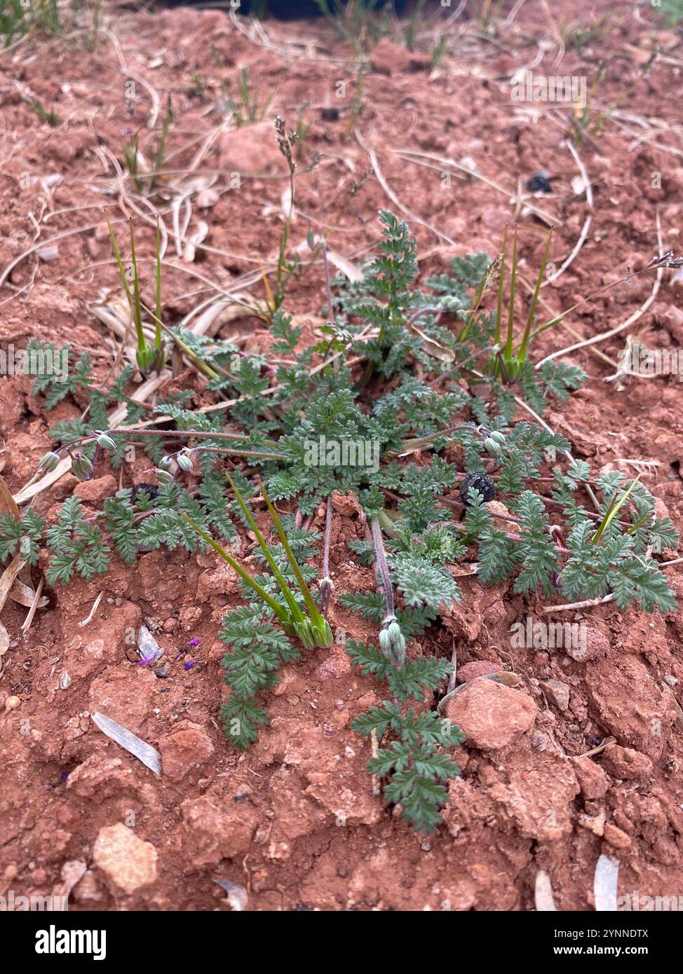 Redstem Stork's-bill (Erodium cicutarium Stock Photo - Alamy