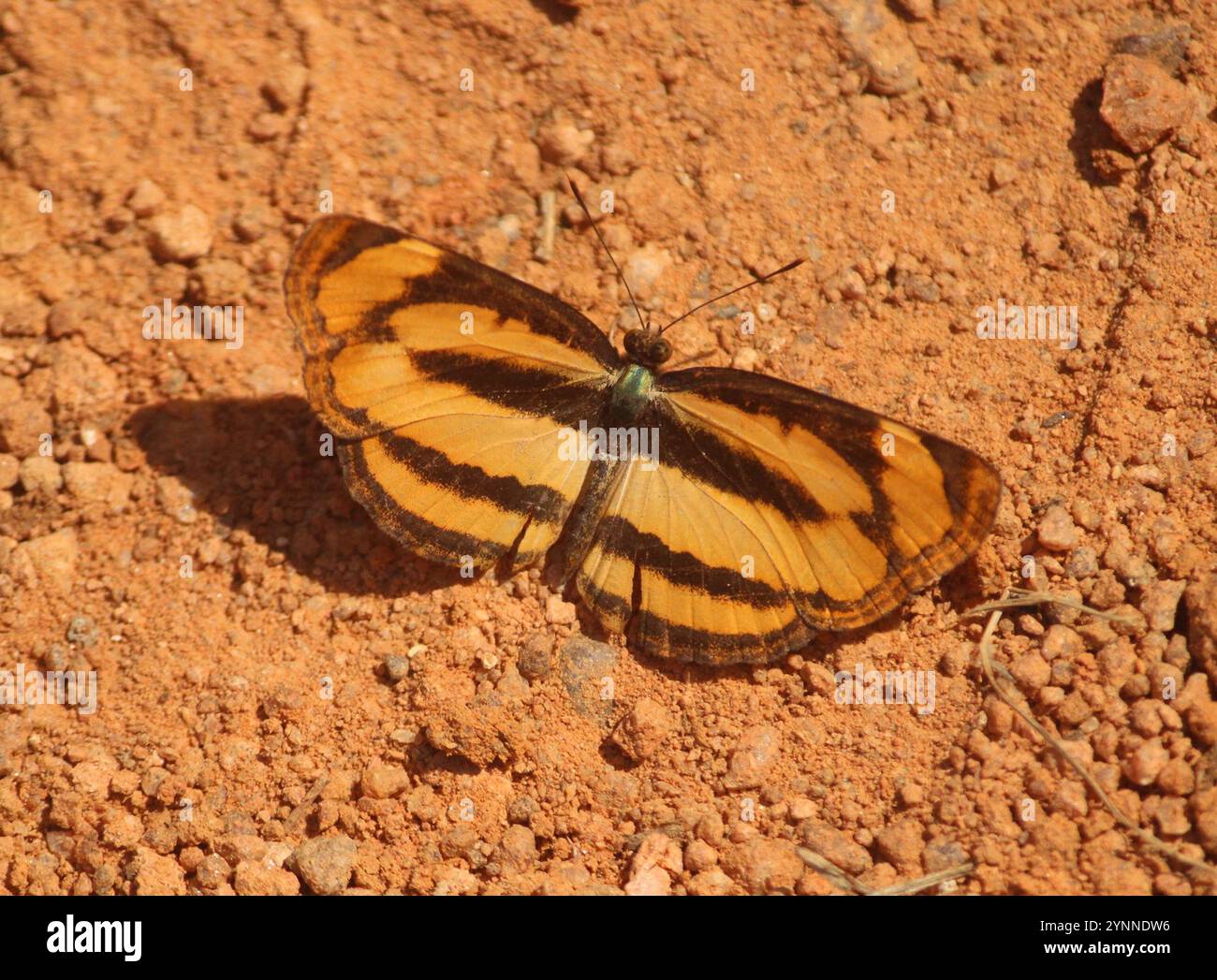 Common Lascar (Pantoporia hordonia Stock Photo - Alamy