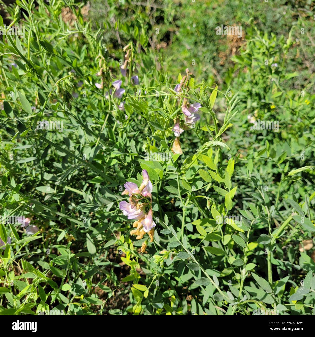 Pacific pea (Lathyrus vestitus Stock Photo - Alamy