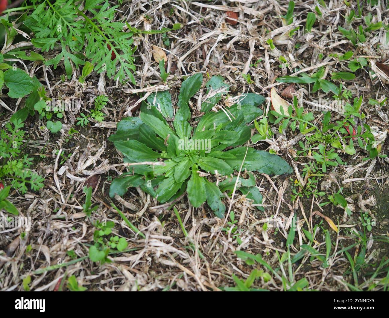dwarf plantain (Plantago virginica Stock Photo - Alamy