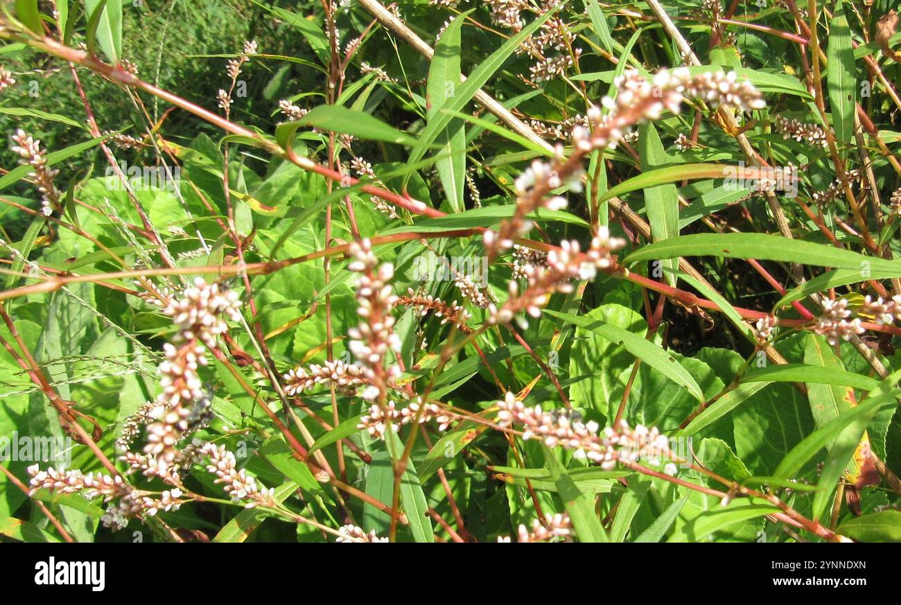 swamp smartweed (Persicaria hydropiperoides Stock Photo - Alamy