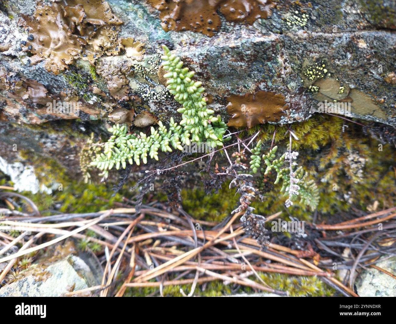 lace lip fern (Myriopteris gracillima Stock Photo - Alamy