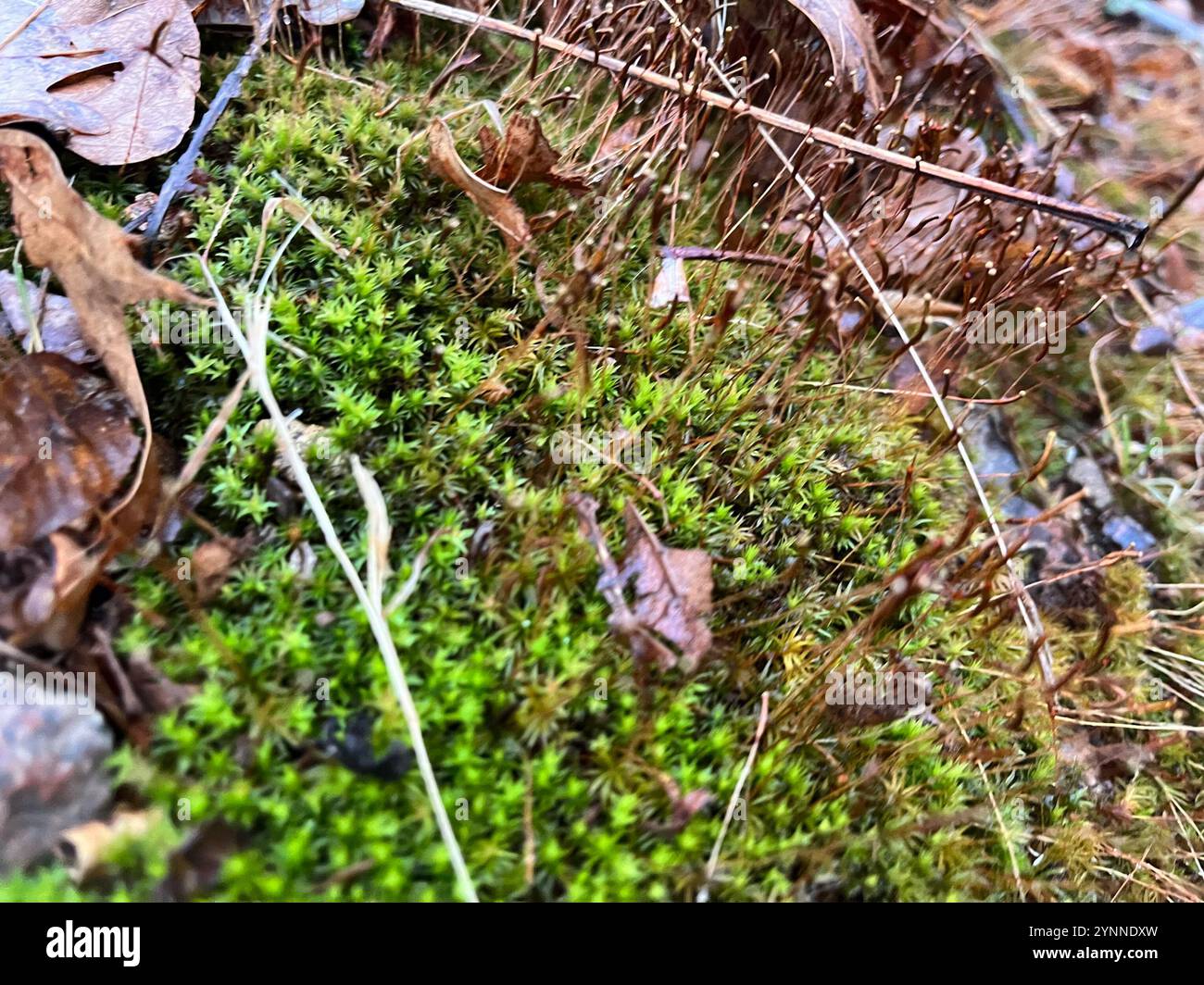 lesser smoothcap (Atrichum angustatum Stock Photo - Alamy