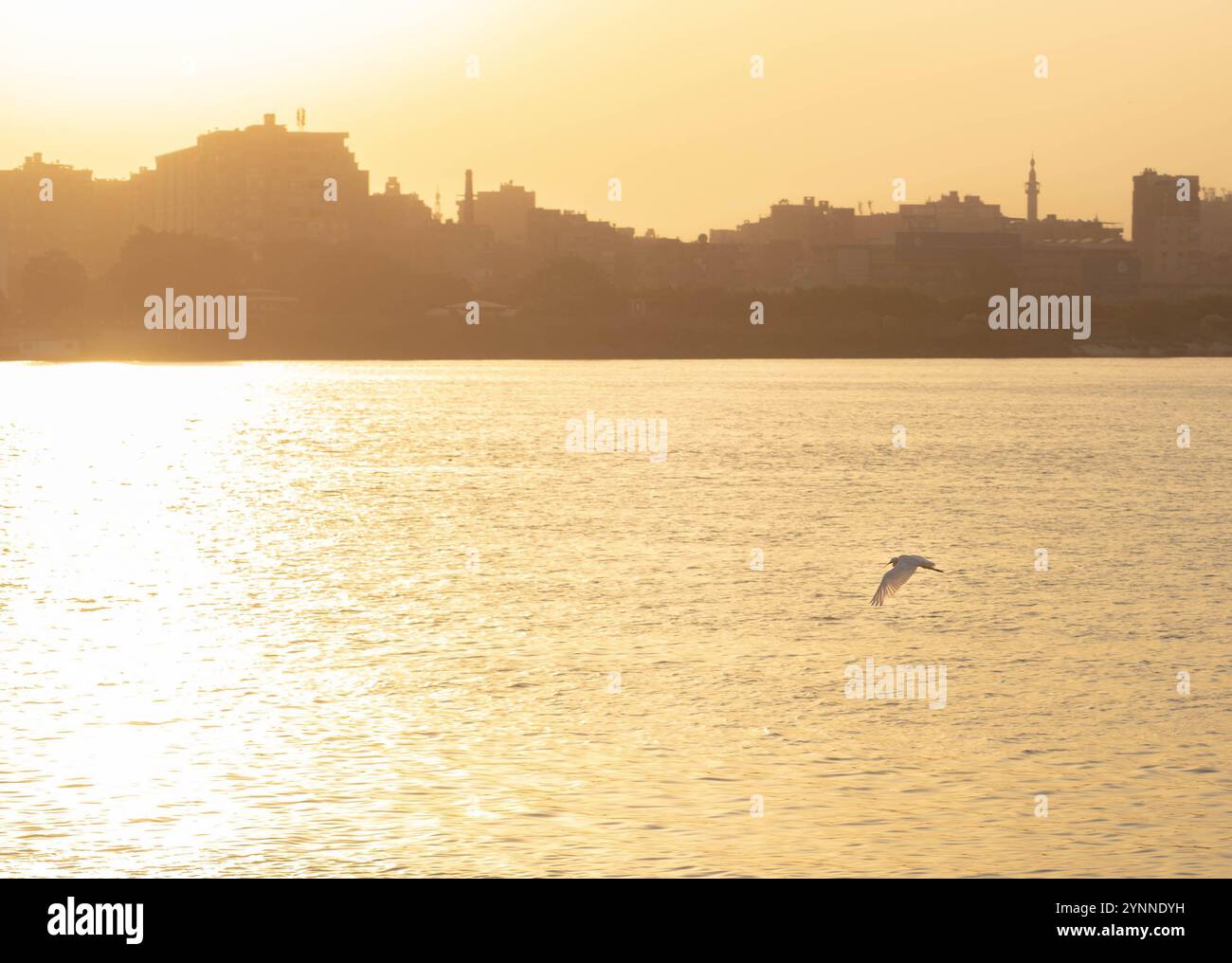 Birds nile river hi-res stock photography and images - Alamy