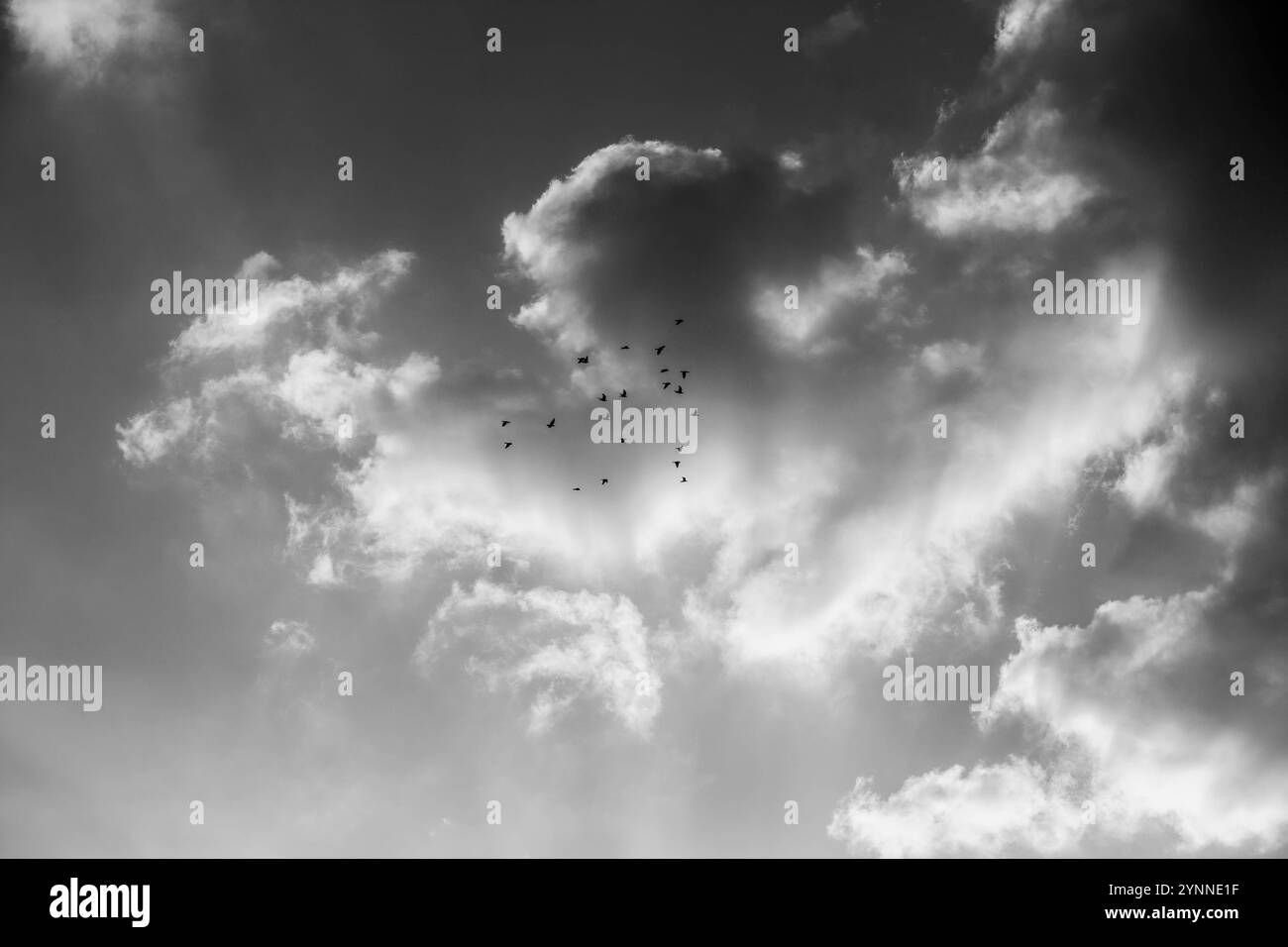 Flock birds fly across hi-res stock photography and images - Alamy