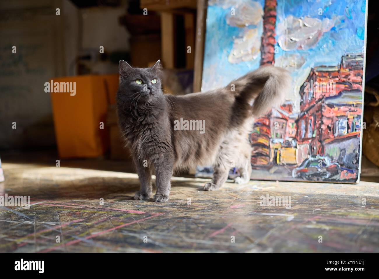 A Charming Gray Cat in an Artistic Studio Setting That Captures Its ...