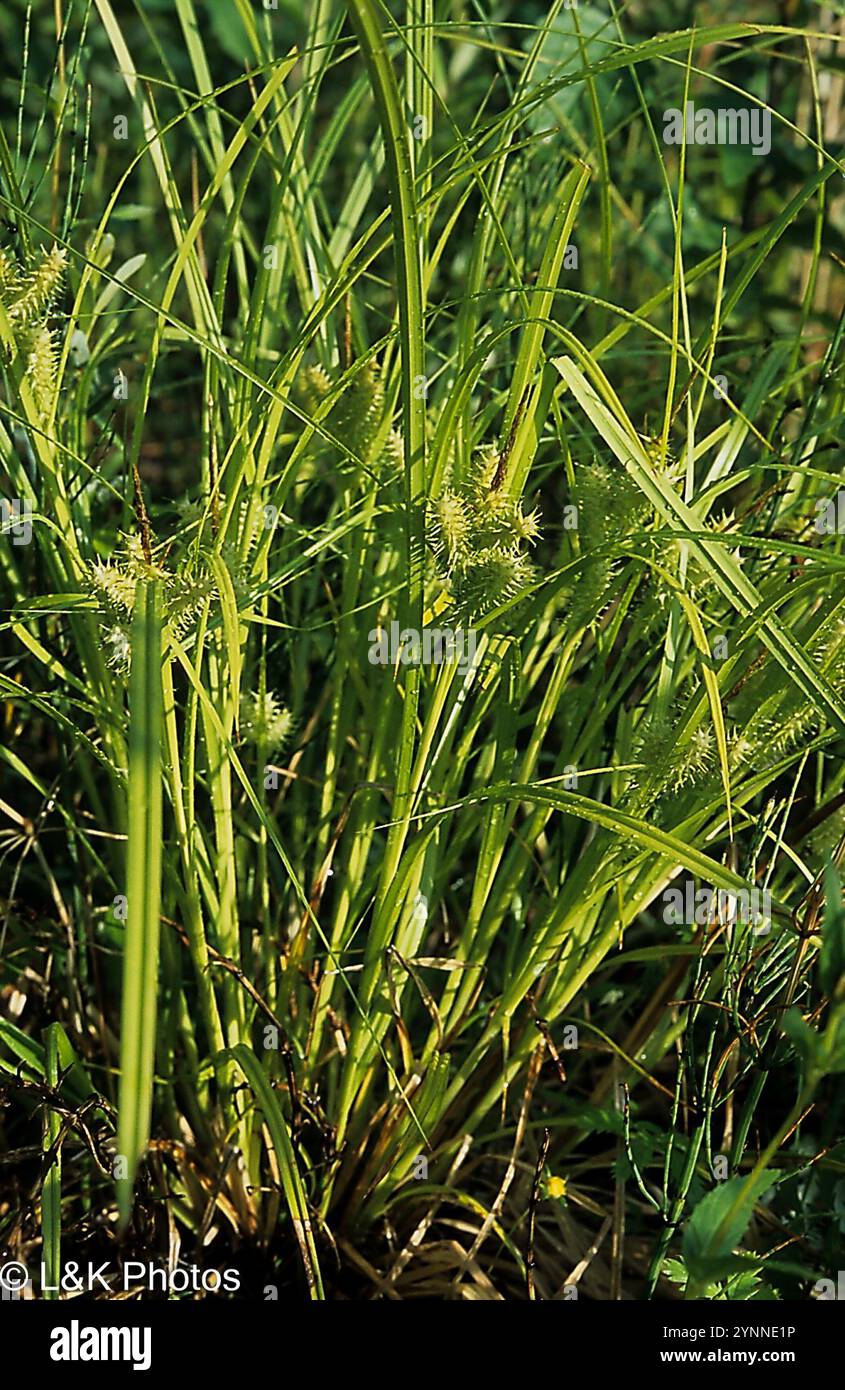 retrorse sedge (Carex retrorsa Stock Photo - Alamy
