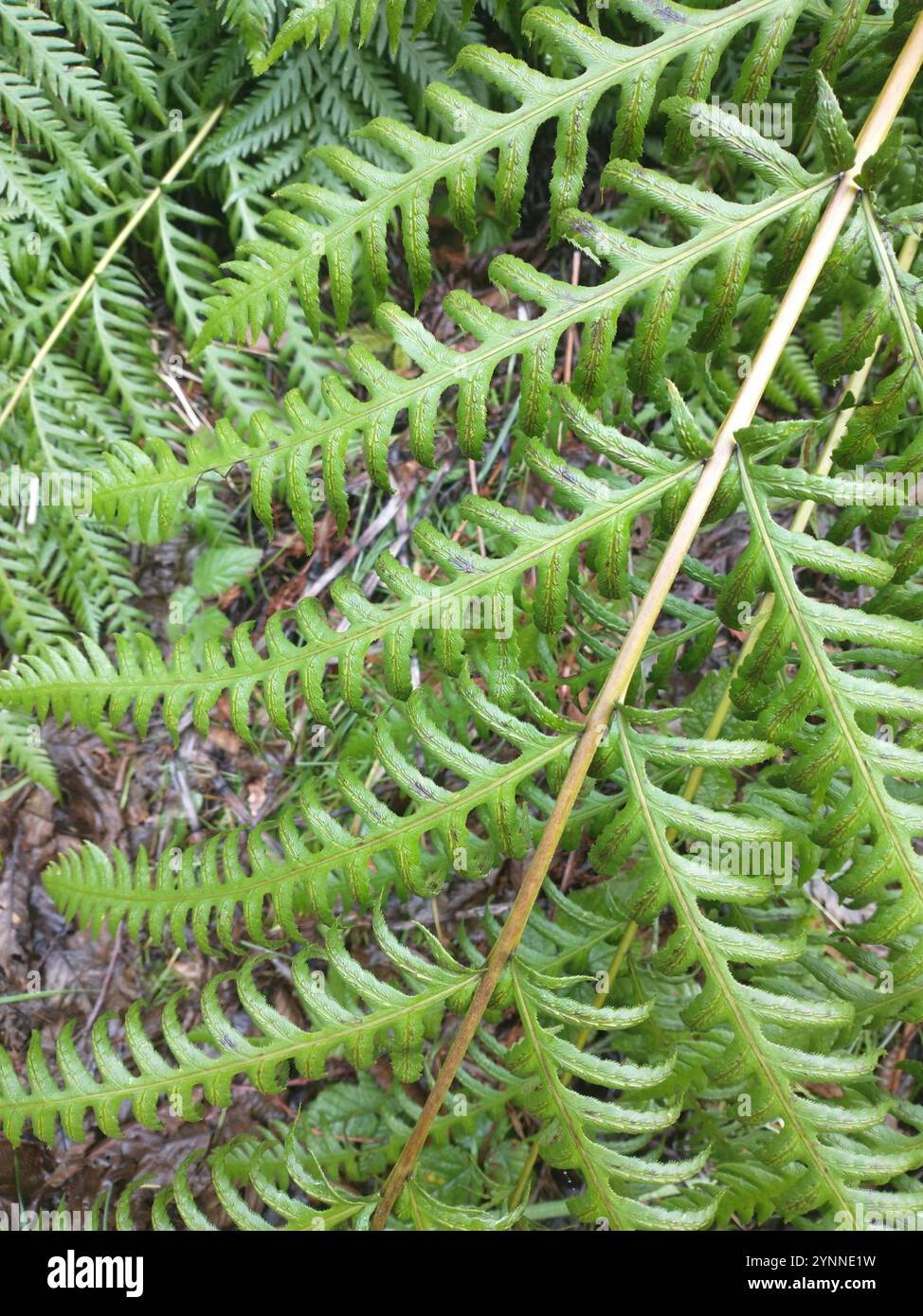 giant chain fern (Woodwardia fimbriata Stock Photo - Alamy