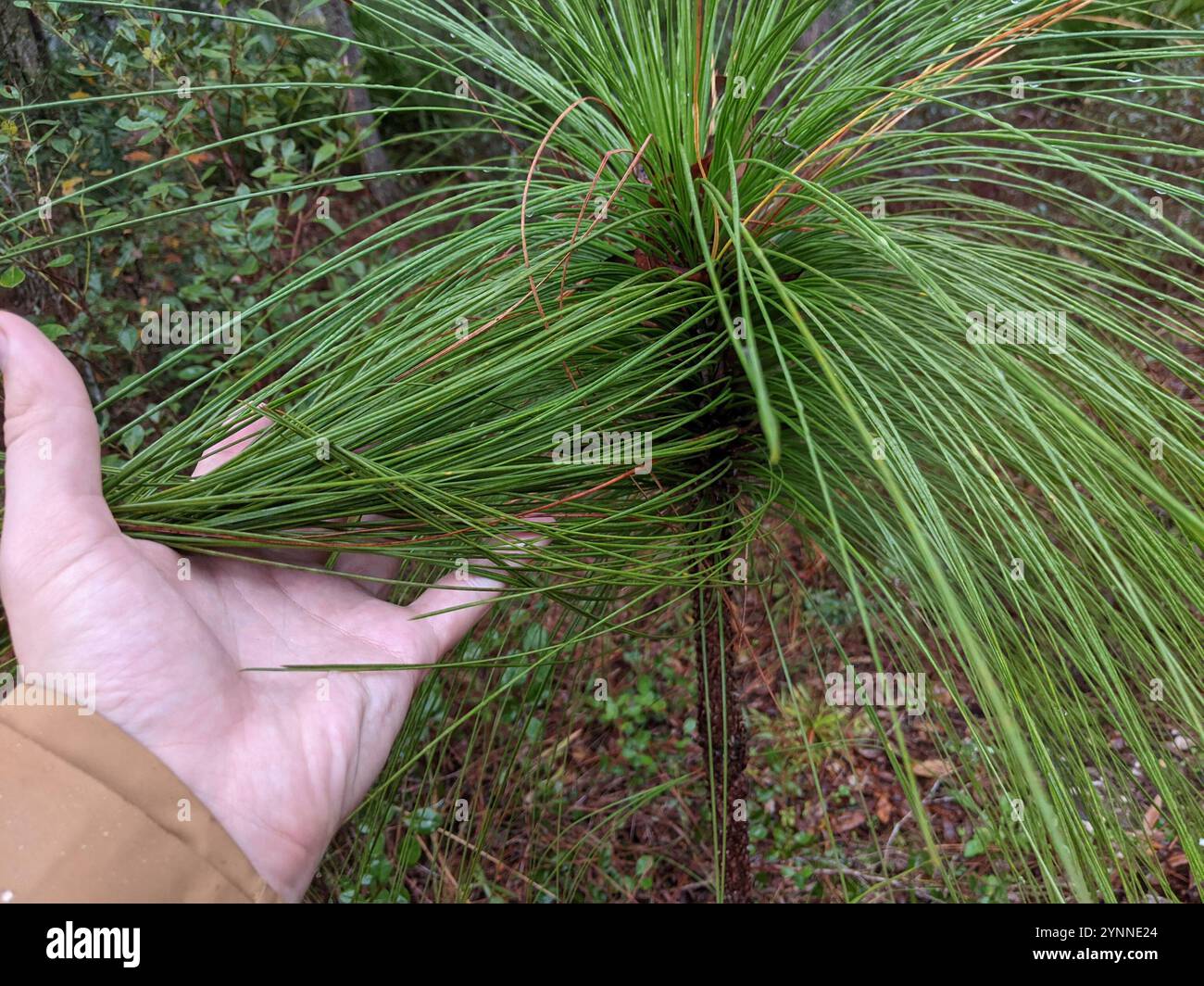 longleaf pine (Pinus palustris Stock Photo - Alamy