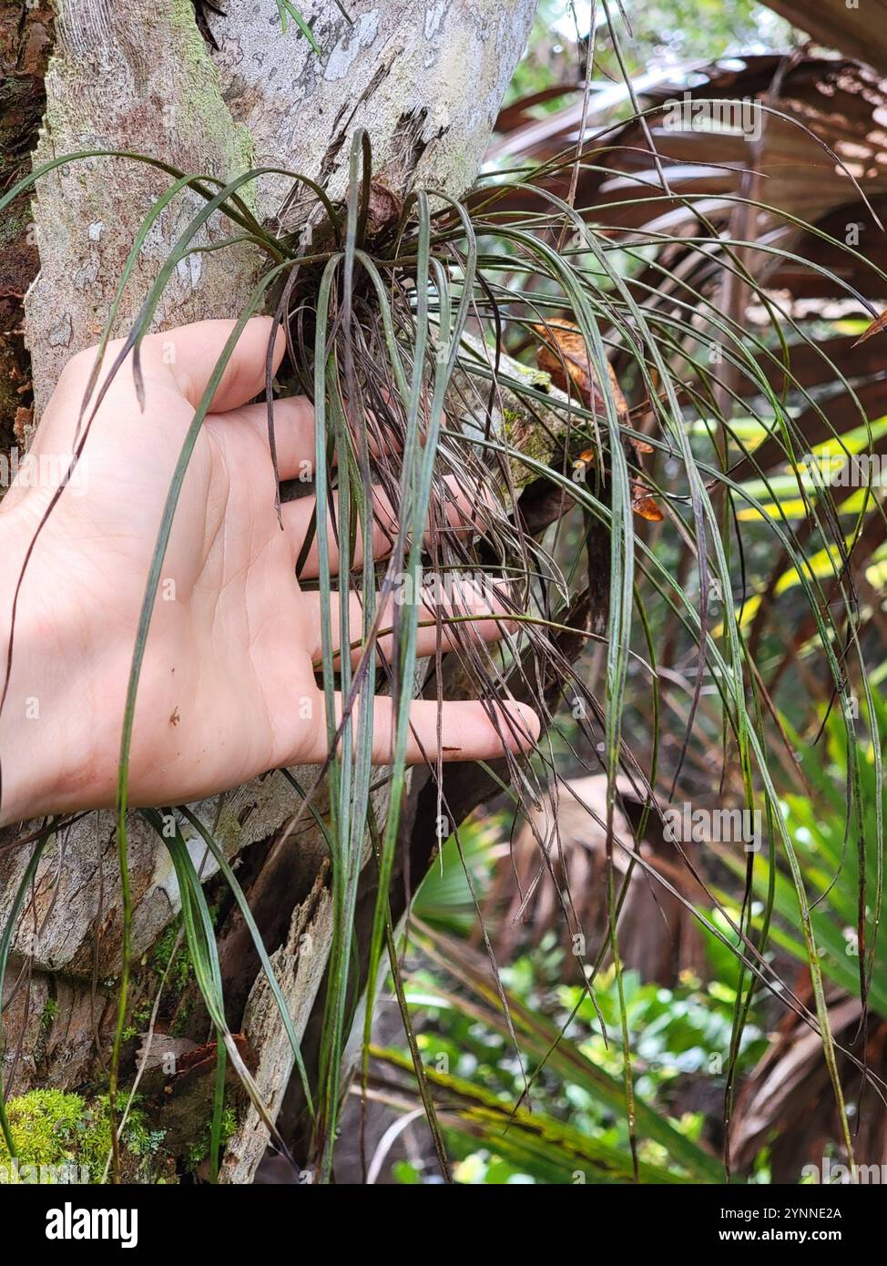 Shoestring Fern (Vittaria lineata Stock Photo - Alamy