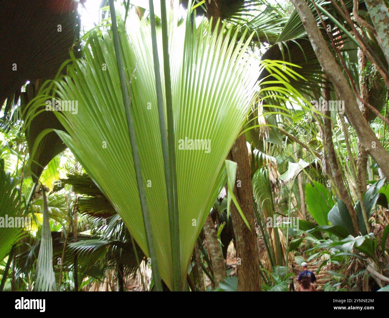 Sea Coconut (Lodoicea maldivica Stock Photo - Alamy