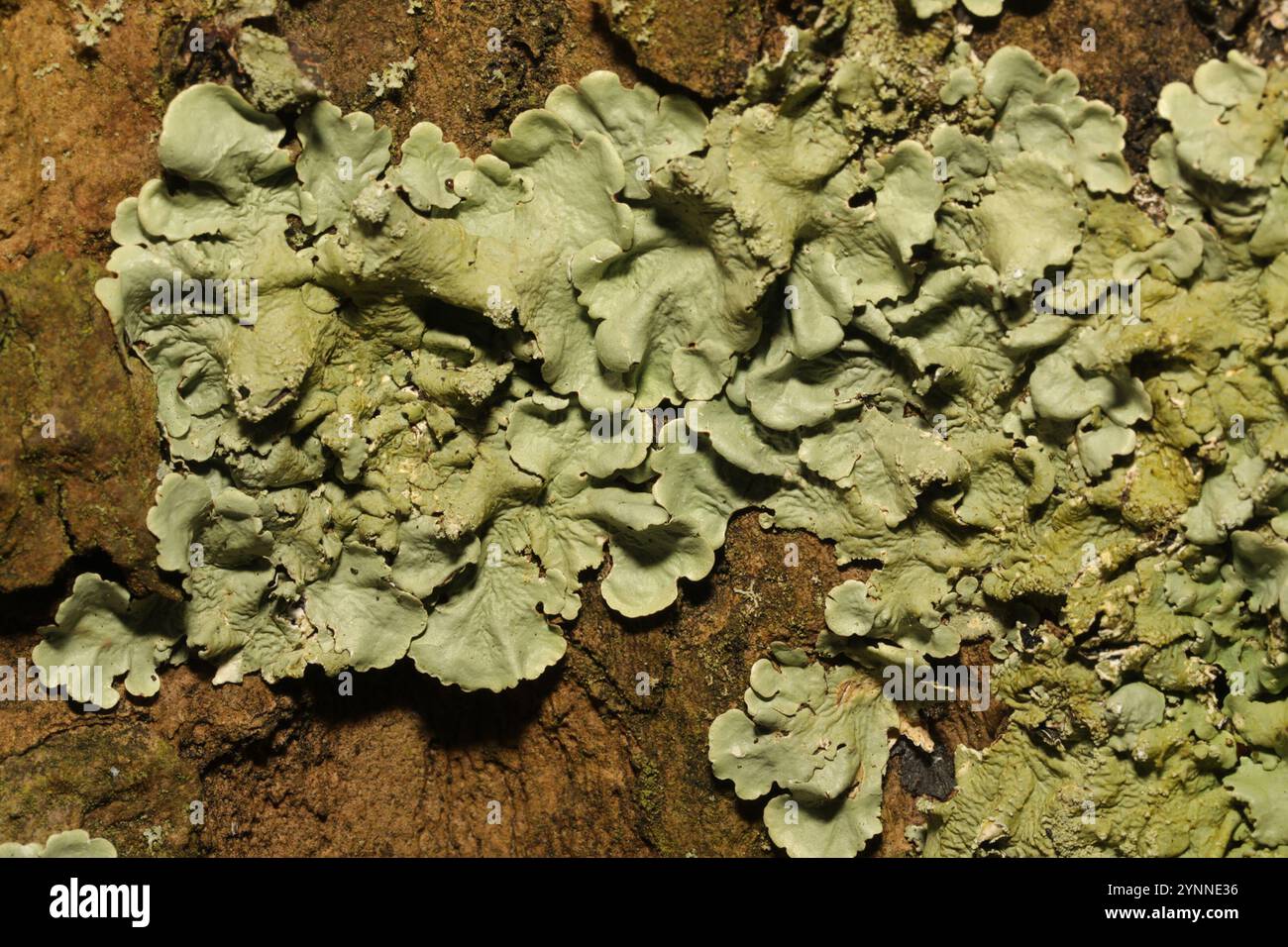 common greenshield lichen (Flavoparmelia caperata Stock Photo - Alamy