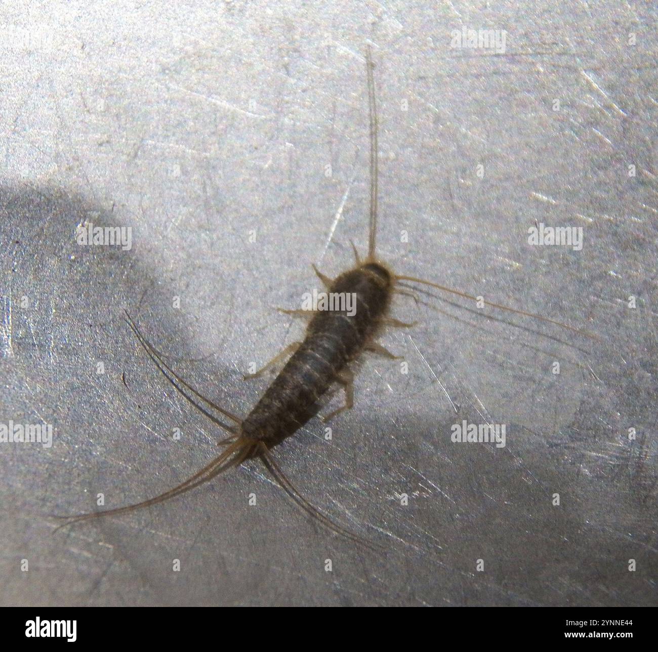 Long-tailed Silverfish (Ctenolepisma longicaudatum Stock Photo - Alamy