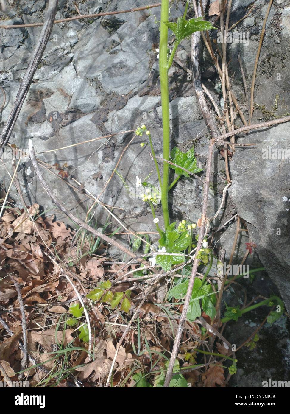 coastal manroot (Marah oregana Stock Photo - Alamy