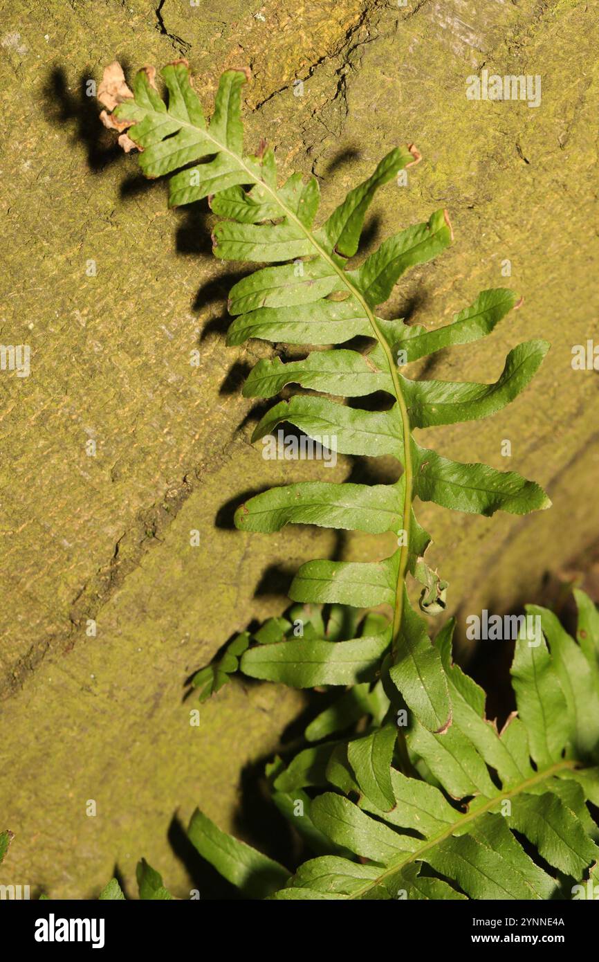 common polypody (Polypodium vulgare Stock Photo - Alamy