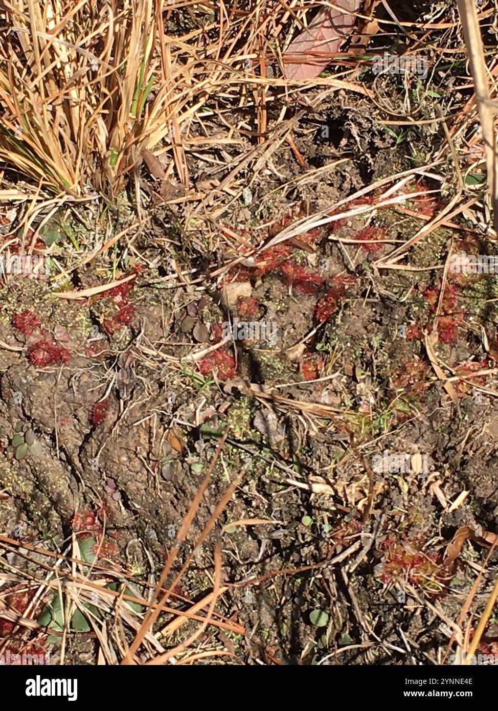 Drosera brevifolia hi-res stock photography and images - Alamy