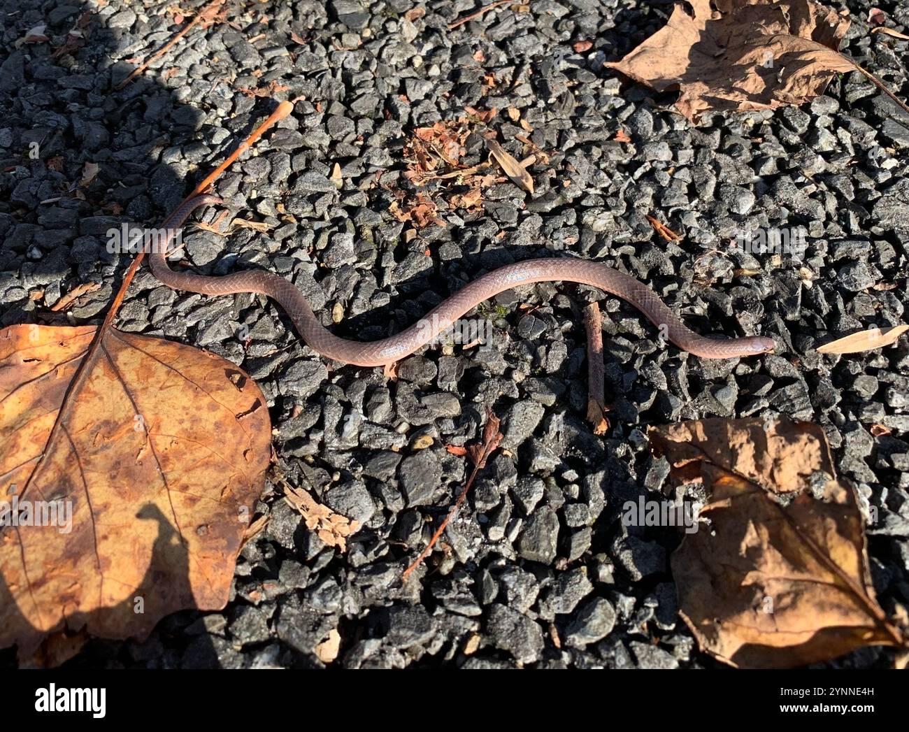 Eastern wormsnake hi-res stock photography and images - Alamy