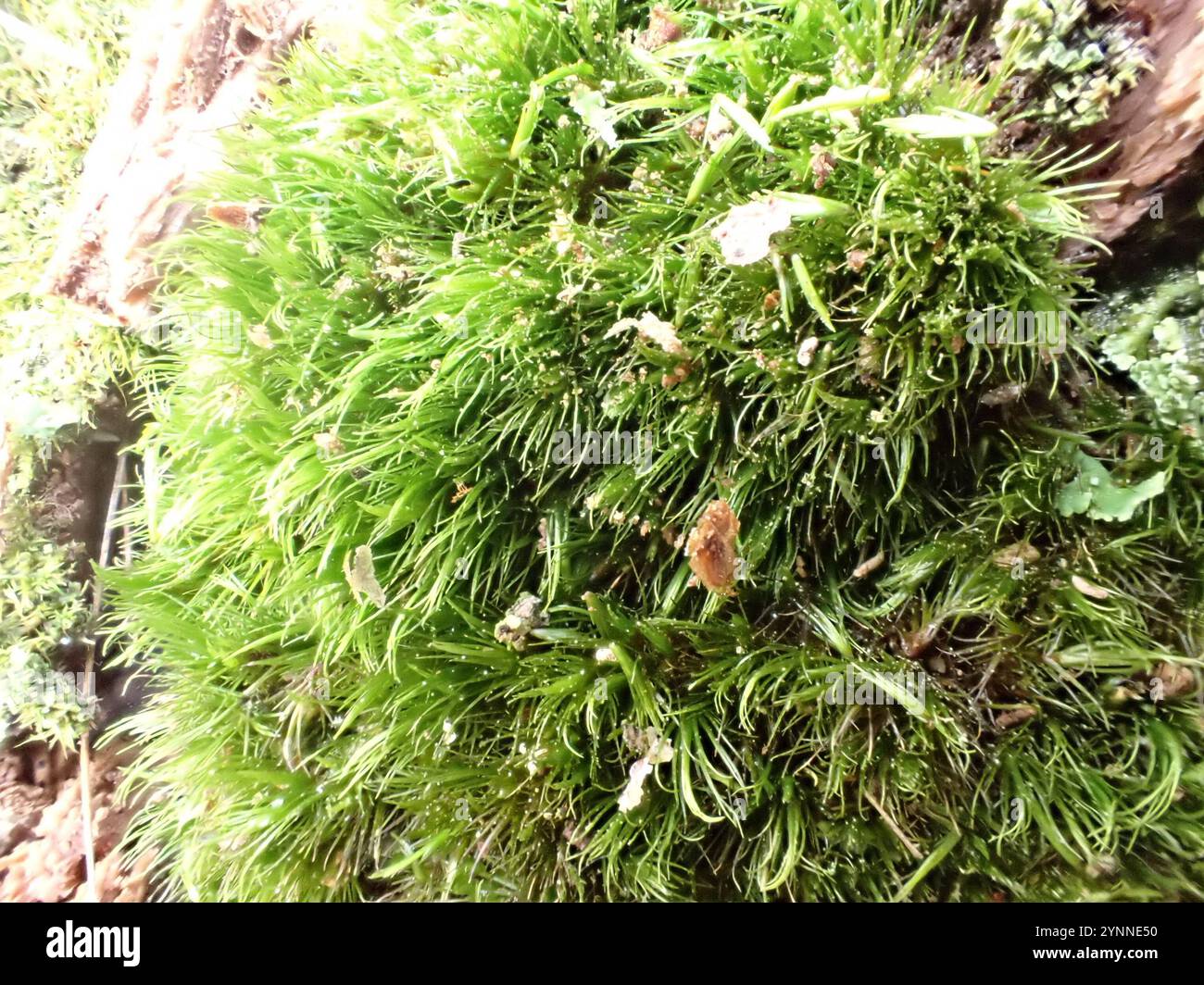Campylopus flexuosus hi-res stock photography and images - Alamy
