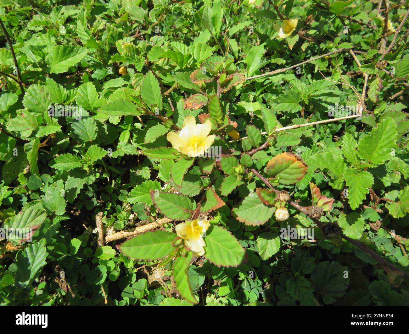 Common Fanpetals (Sida ulmifolia Stock Photo - Alamy