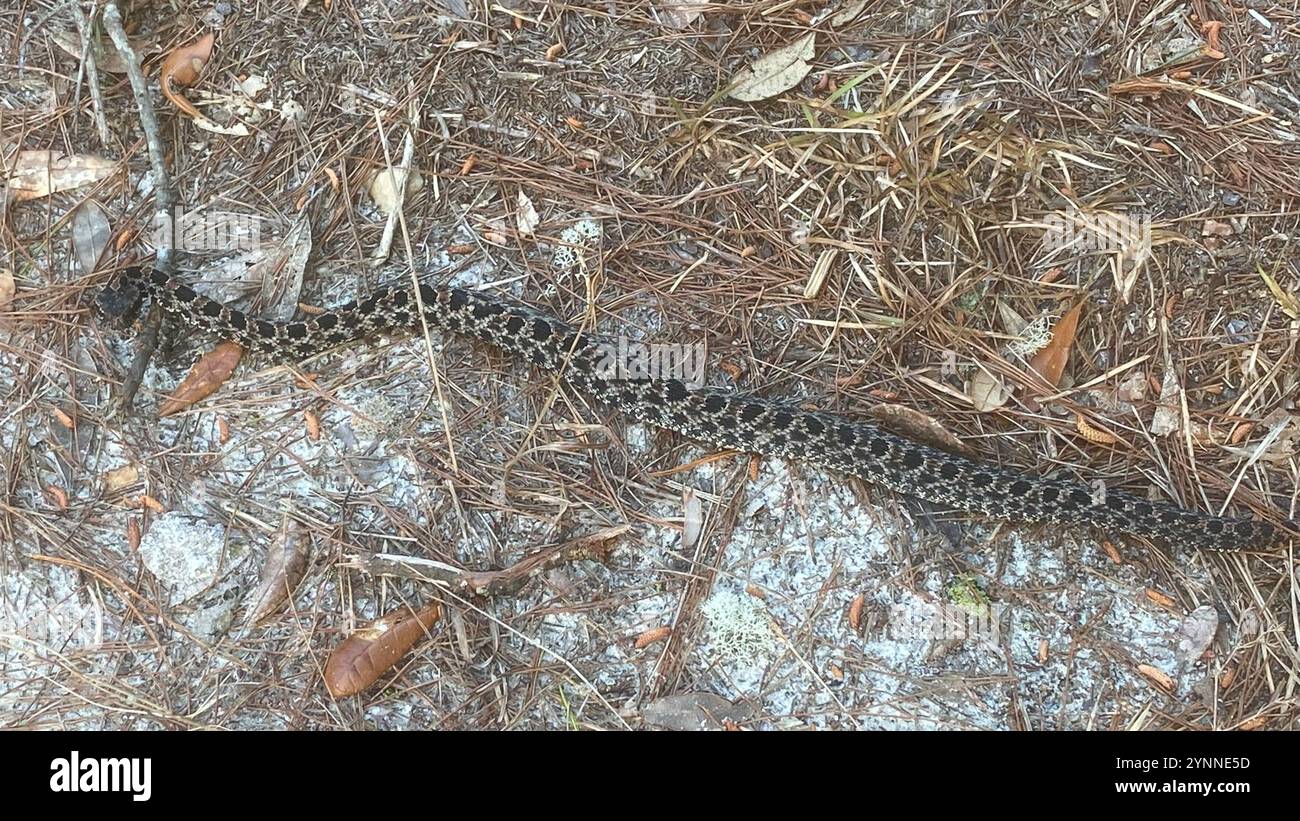 Dusky Pygmy Rattlesnake (Sistrurus miliarius barbouri Stock Photo - Alamy