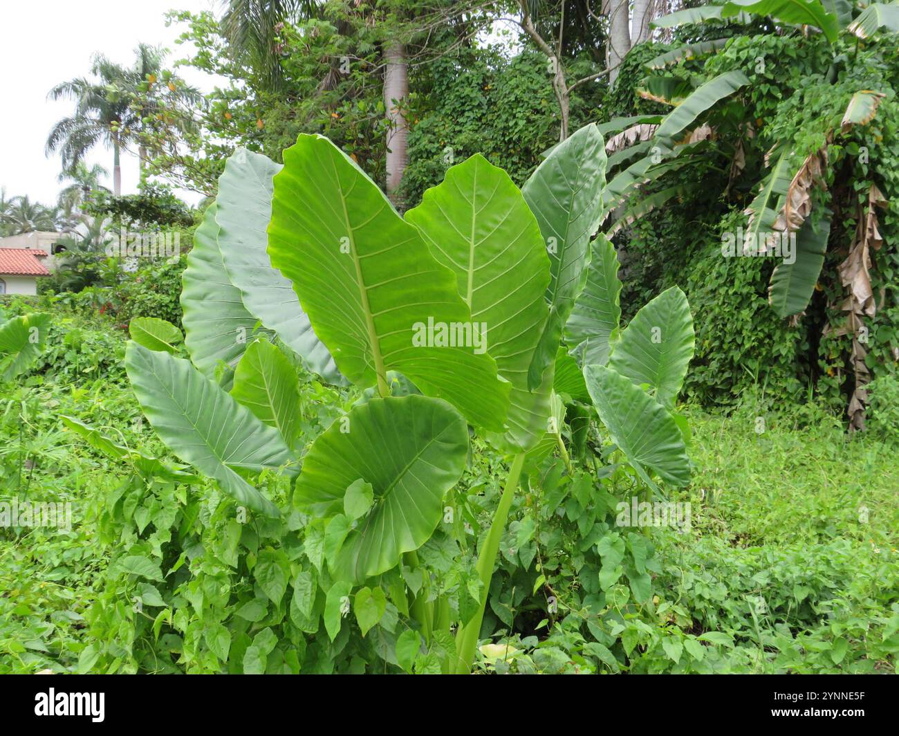 giant taro (Alocasia macrorrhizos Stock Photo - Alamy